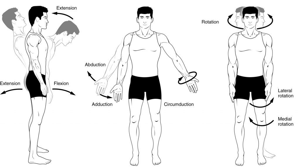 Abduction Adduction Rotation Anatomical Flexion Joint Depression ...
