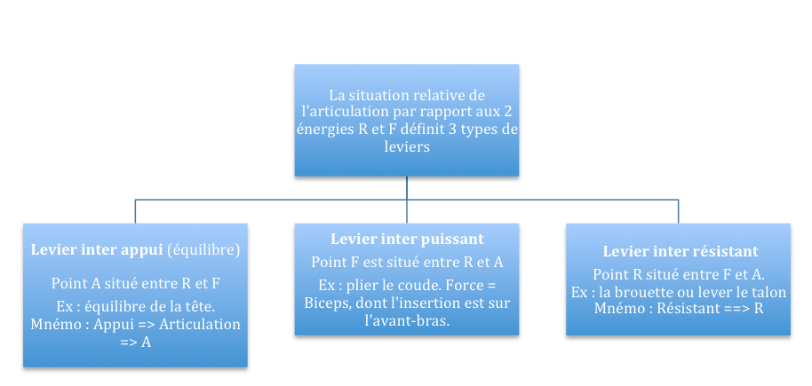 Biomécanique et anatomie fonctionnelle